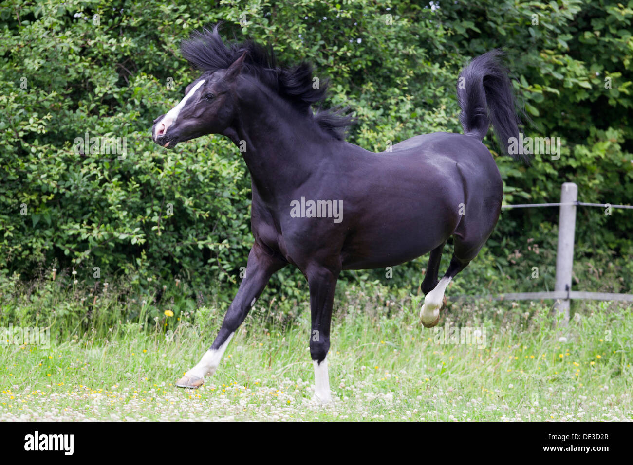 Bucking Pony High Resolution Stock Photography and Images - Alamy