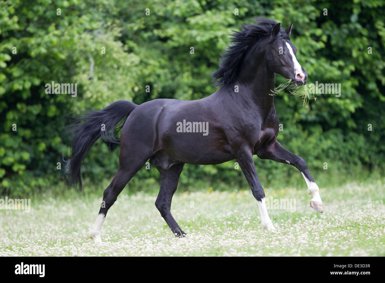 German Riding Pony Black stallion gallopinga pasture Stock Photo - Alamy