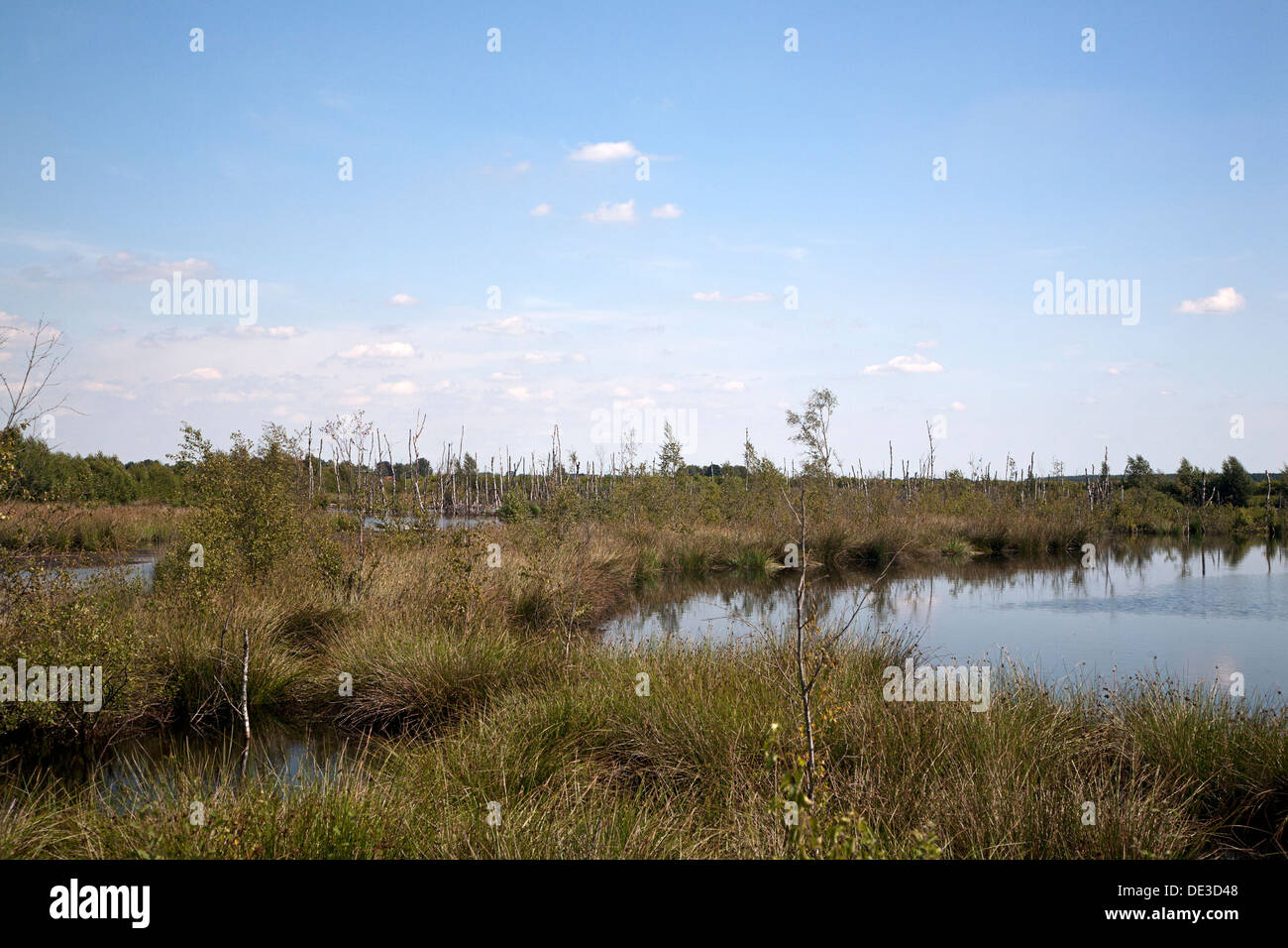 Bog pool in Bargerveen Nature Reserve, Emmen, Drenthe, Netherlands ...