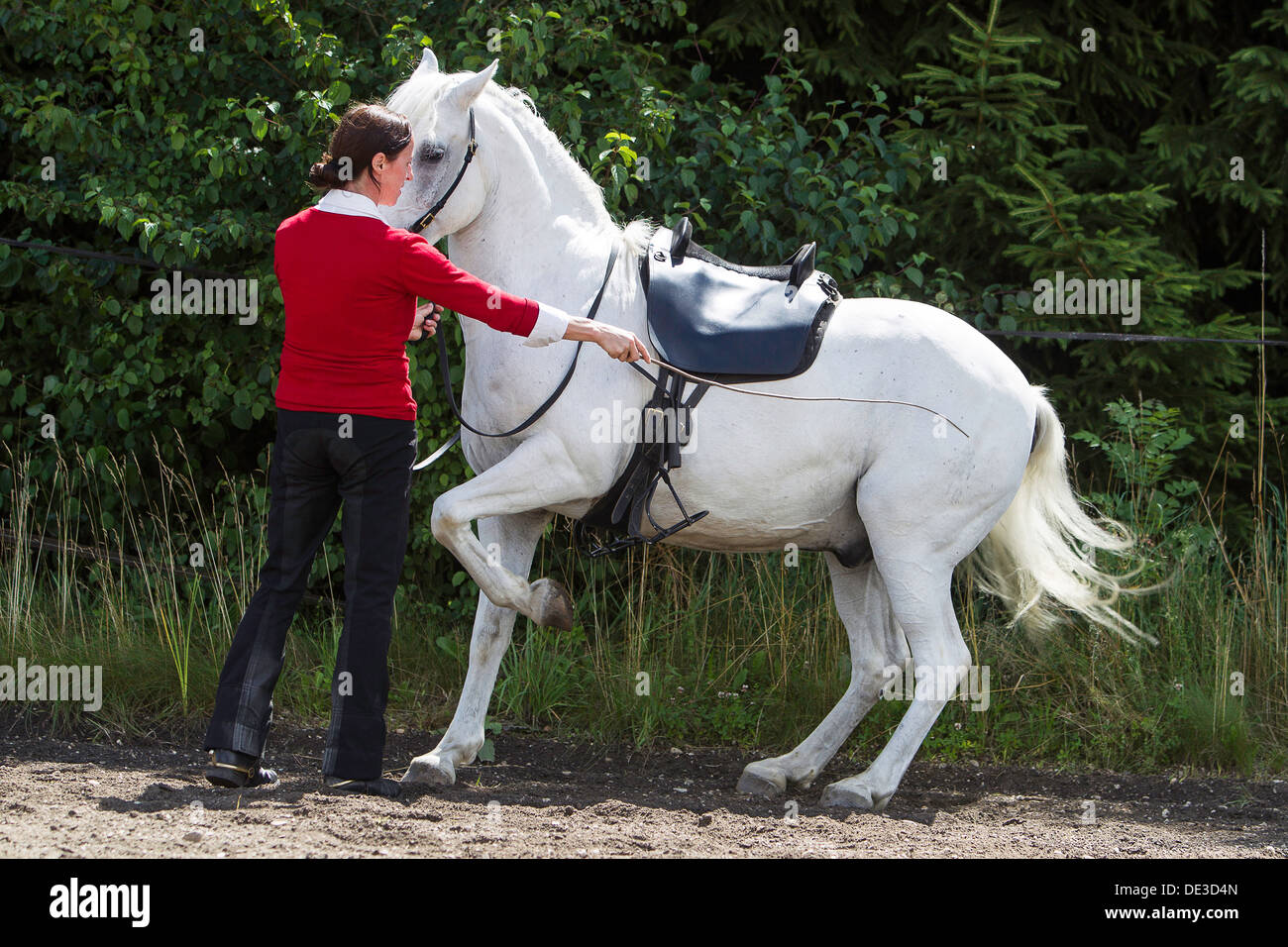 German Riding Pony Claudia Strau§ doing ground work training gray horse ...