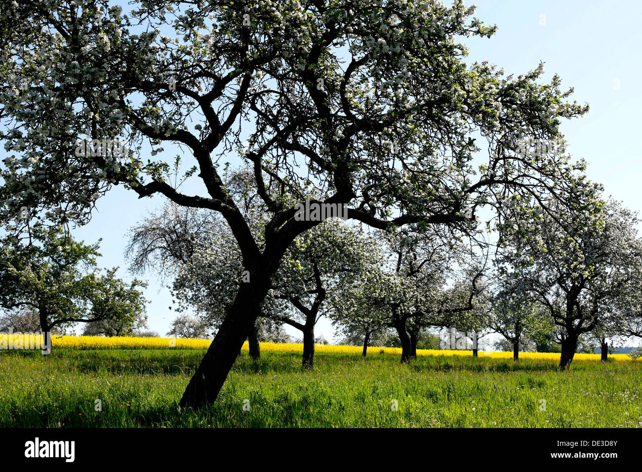 Apple Trees in Blossom and Rape Seed Field - Lohr am Main Stock Photo ...