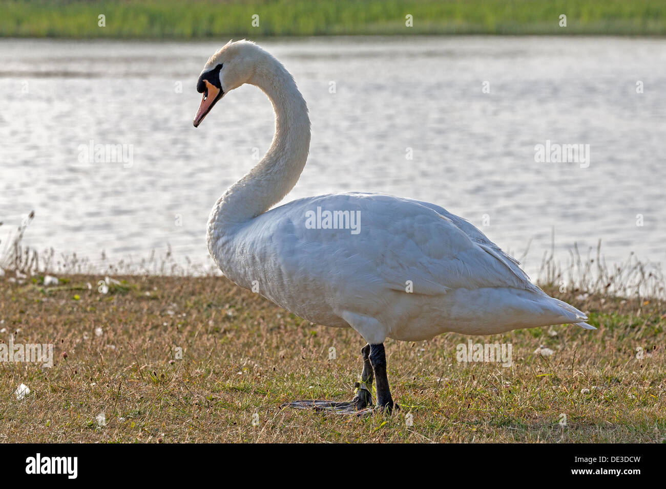 Side view mute swan standing hi-res stock photography and images - Alamy