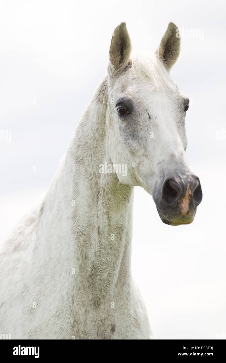 Hessian Warmblood Portrait old grey adult Stock Photo - Alamy