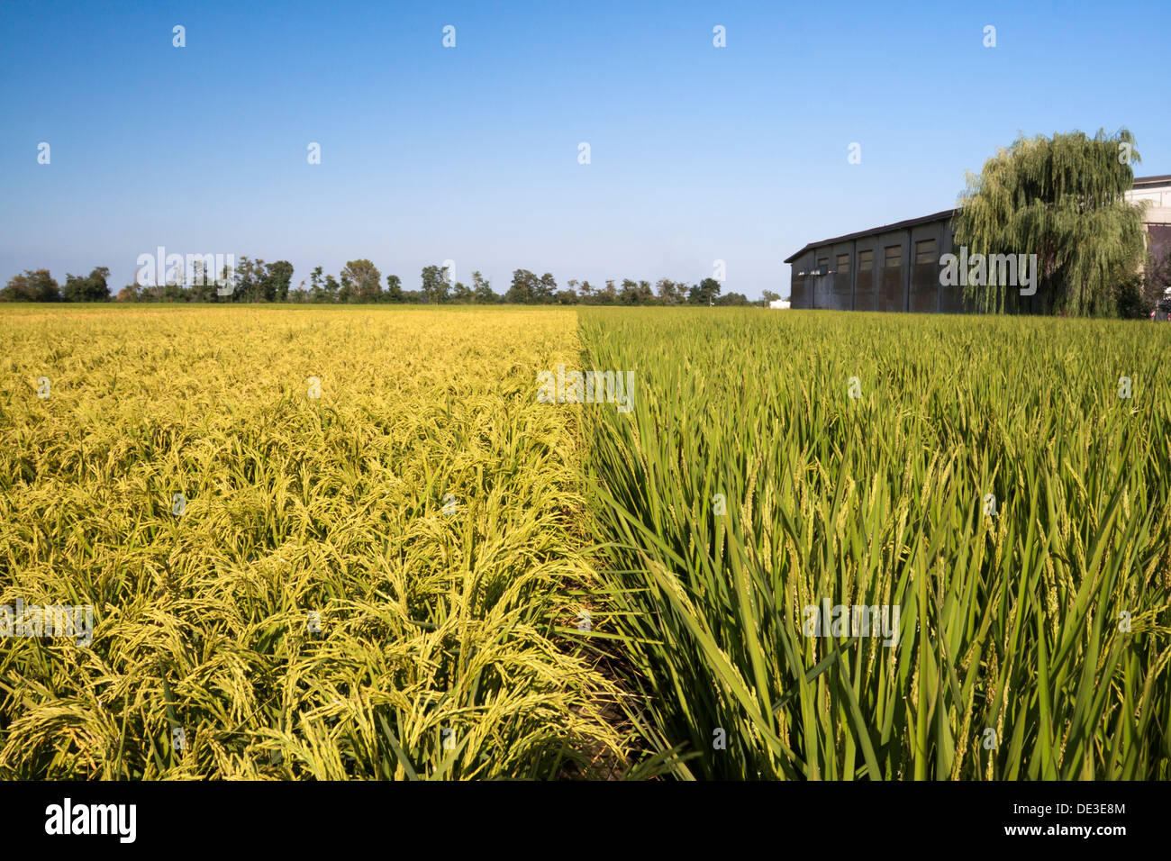 Rice Paddy Italy High Resolution Stock Photography and Images - Alamy