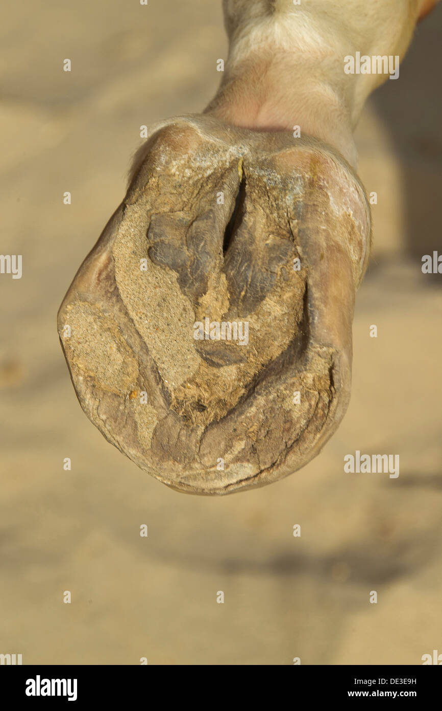 Domestic horse Neglected hoof Stock Photo - Alamy