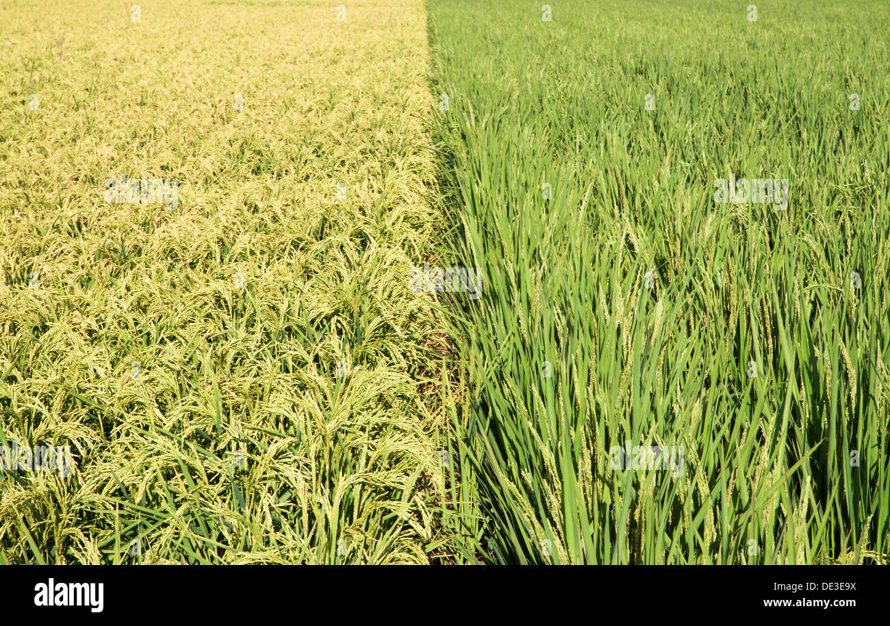 Ripe Rice Field High Resolution Stock Photography and Images - Alamy