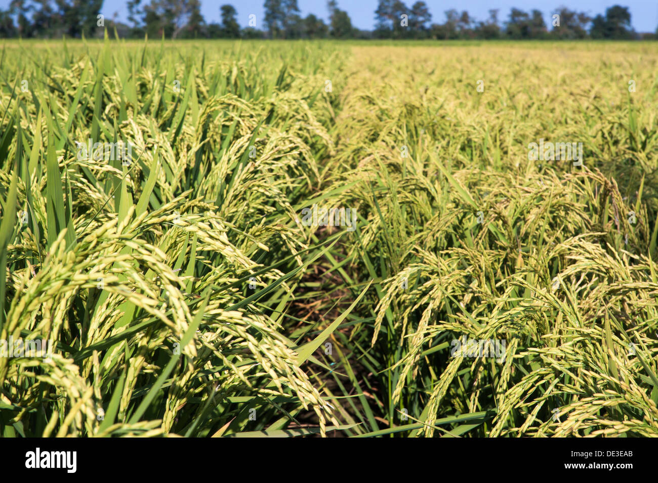 Rice Paddy Italy High Resolution Stock Photography and Images - Alamy