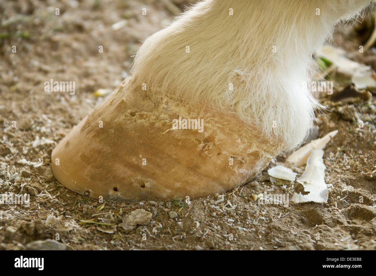 Horse hoof feet hi-res stock photography and images - Alamy