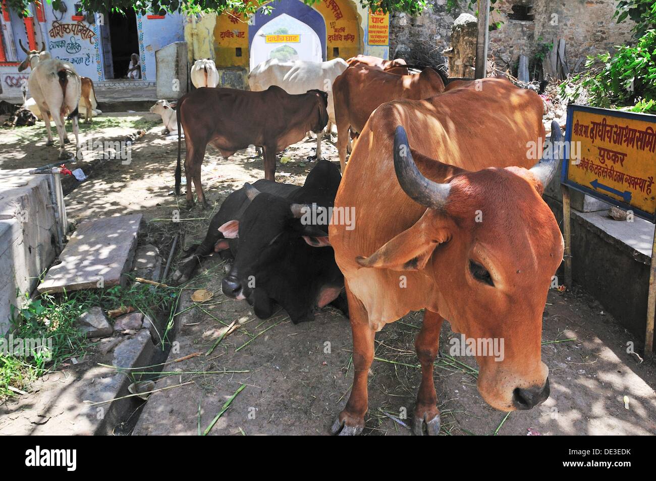 Pushkar daily life hi-res stock photography and images - Alamy