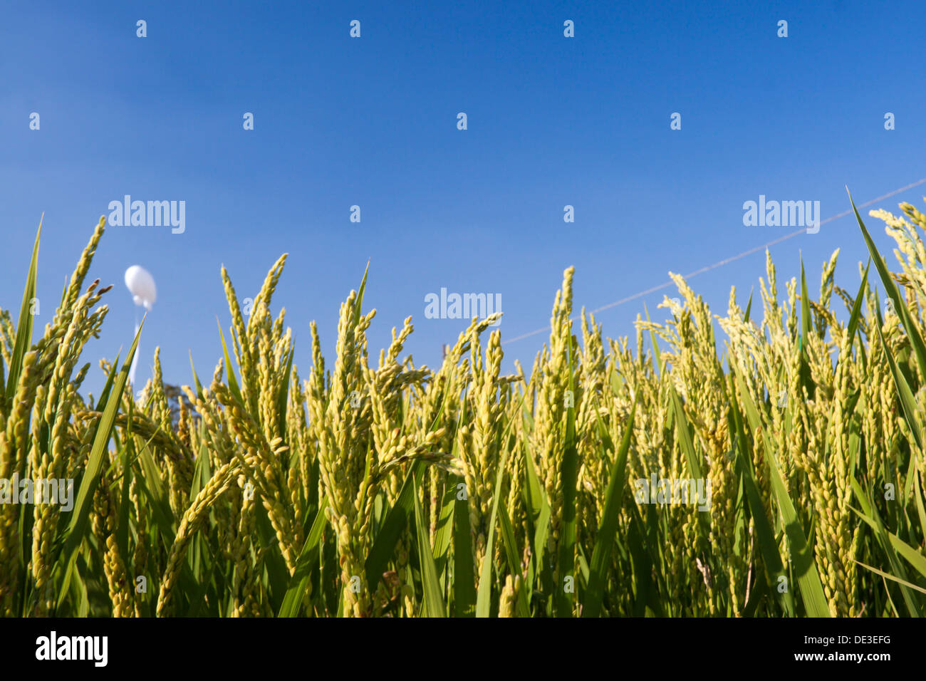 Ripe rice field. Vigevano, italy Stock Photo - Alamy