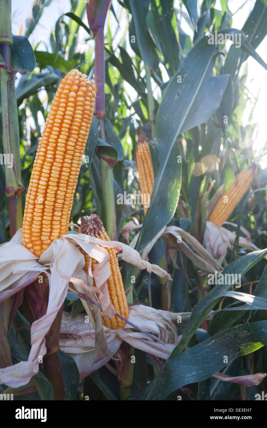 Corn field ready to harvest. Vigevano, Italy Stock Photo - Alamy