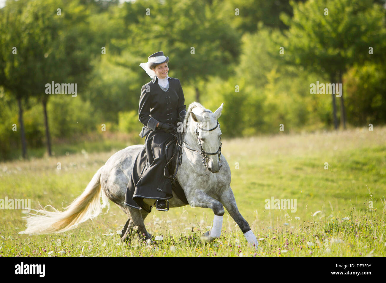 Lusitano Woman rider costume gray stallion Rufia galopping meadow Stock ...