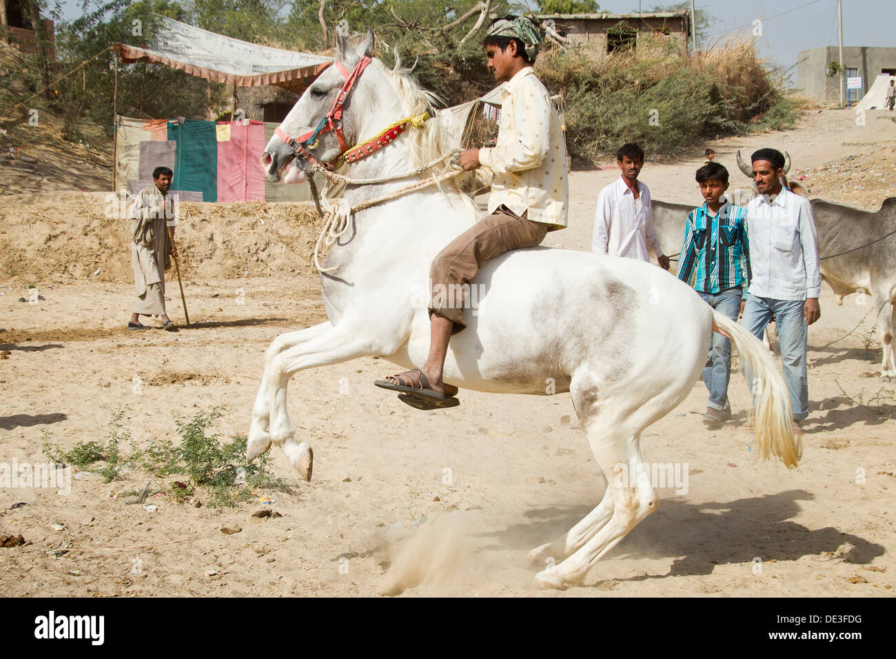 Marwari Horse with rider rearing. Balotra Horse and Camel Fair ...