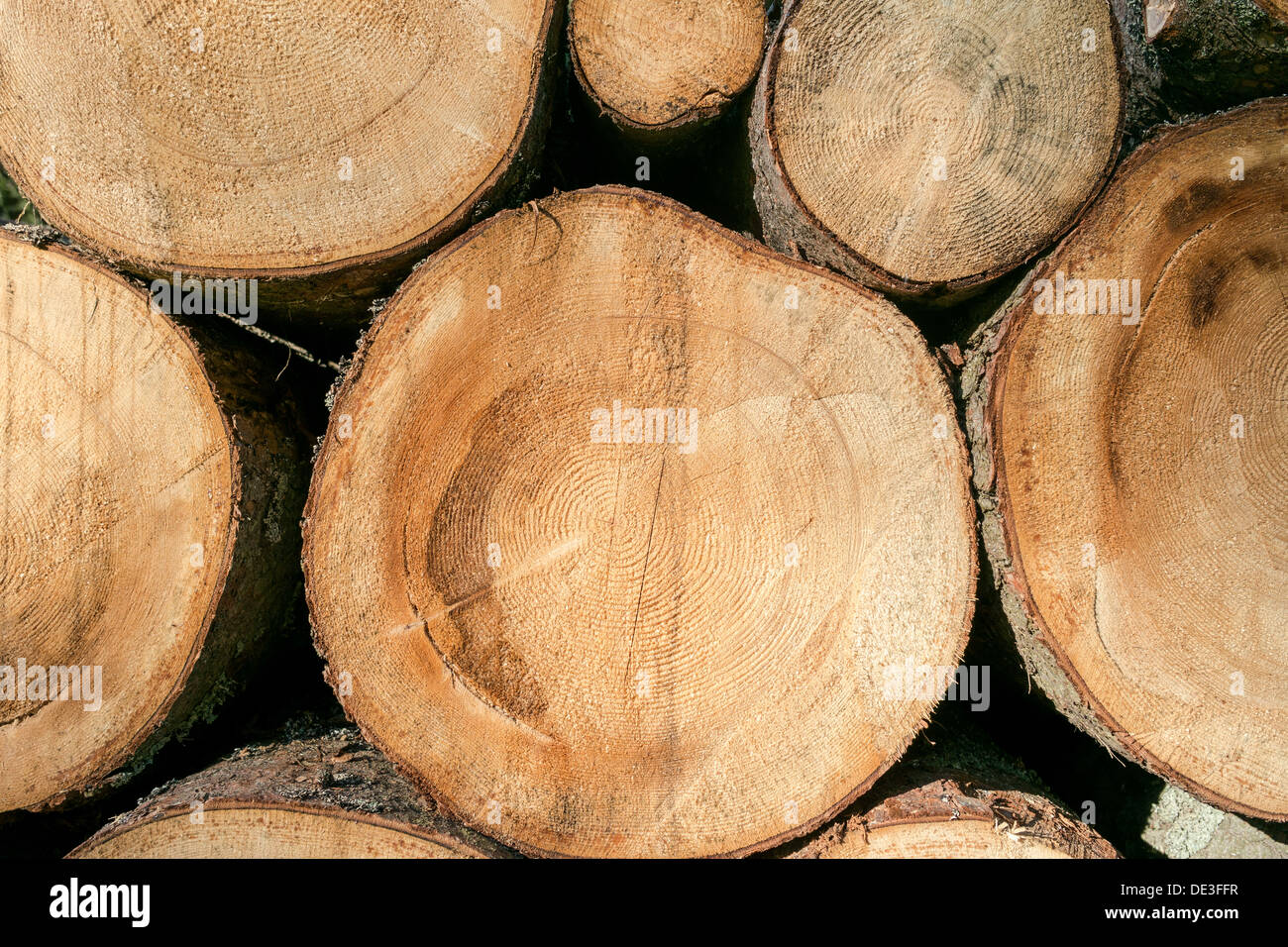 Very big trunks hi-res stock photography and images - Alamy