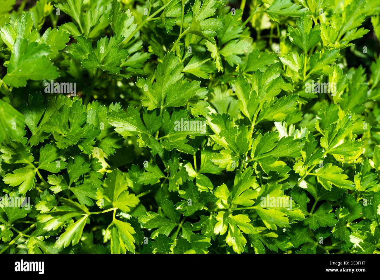 Farm parsley hi-res stock photography and images - Alamy