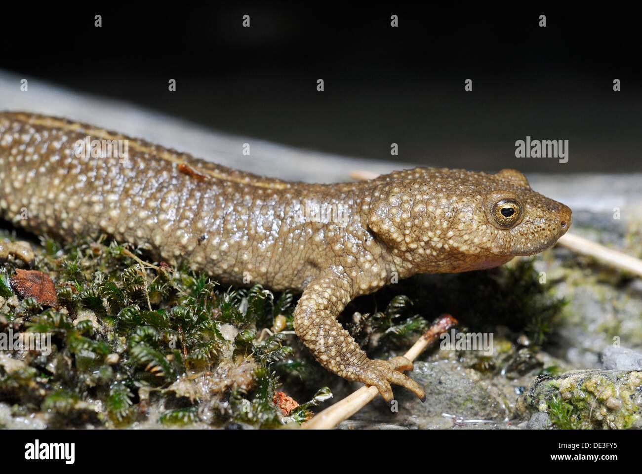 Pyrenean newt hi-res stock photography and images - Alamy