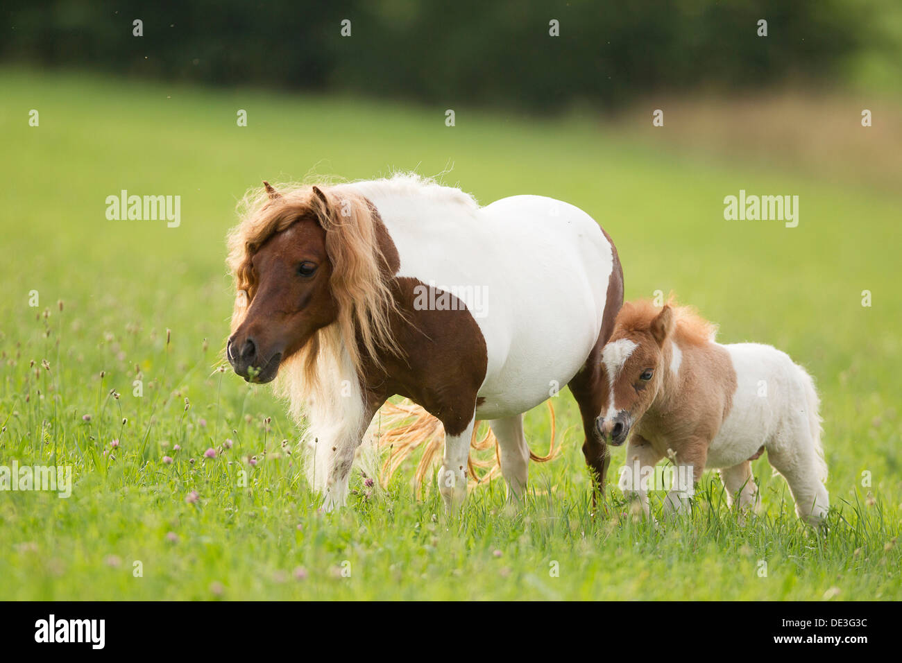 Miniature Shetland Pony Pinto mare foal walkinga pasture Stock Photo ...