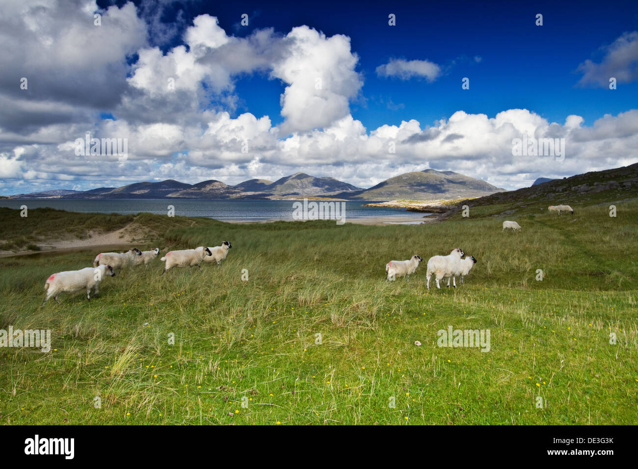 Sheep graze on the sand dunes around Luskentyre beach, on the Isle of ...