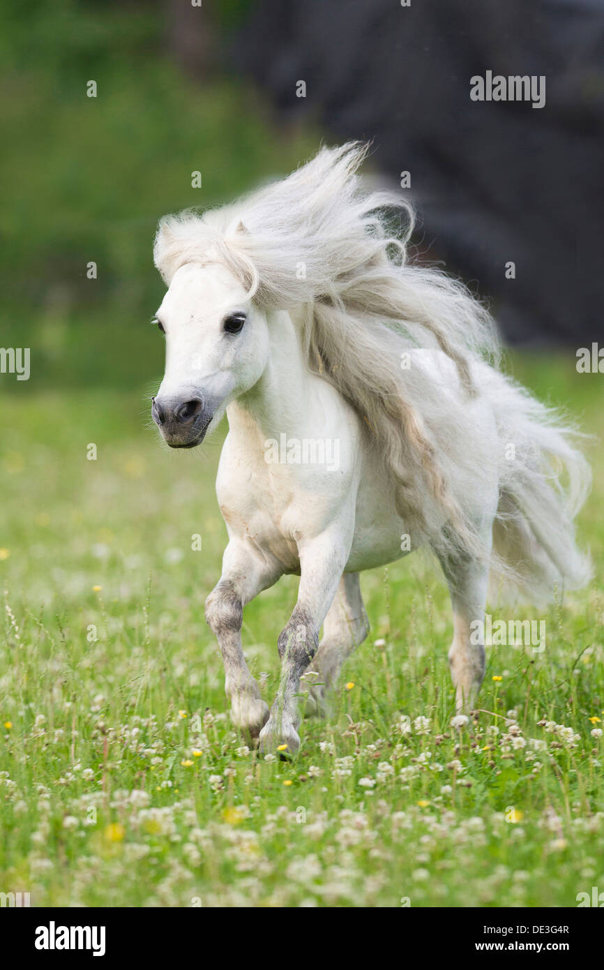 Miniature Shetland Pony. Gray stallion galloping on a flowering meadow ...