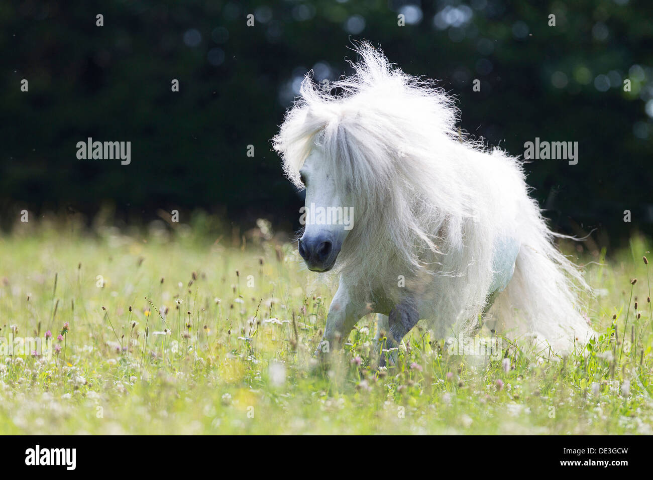 Miniature Shetland Pony Gray stallion gallopinga flowering meadow Stock ...
