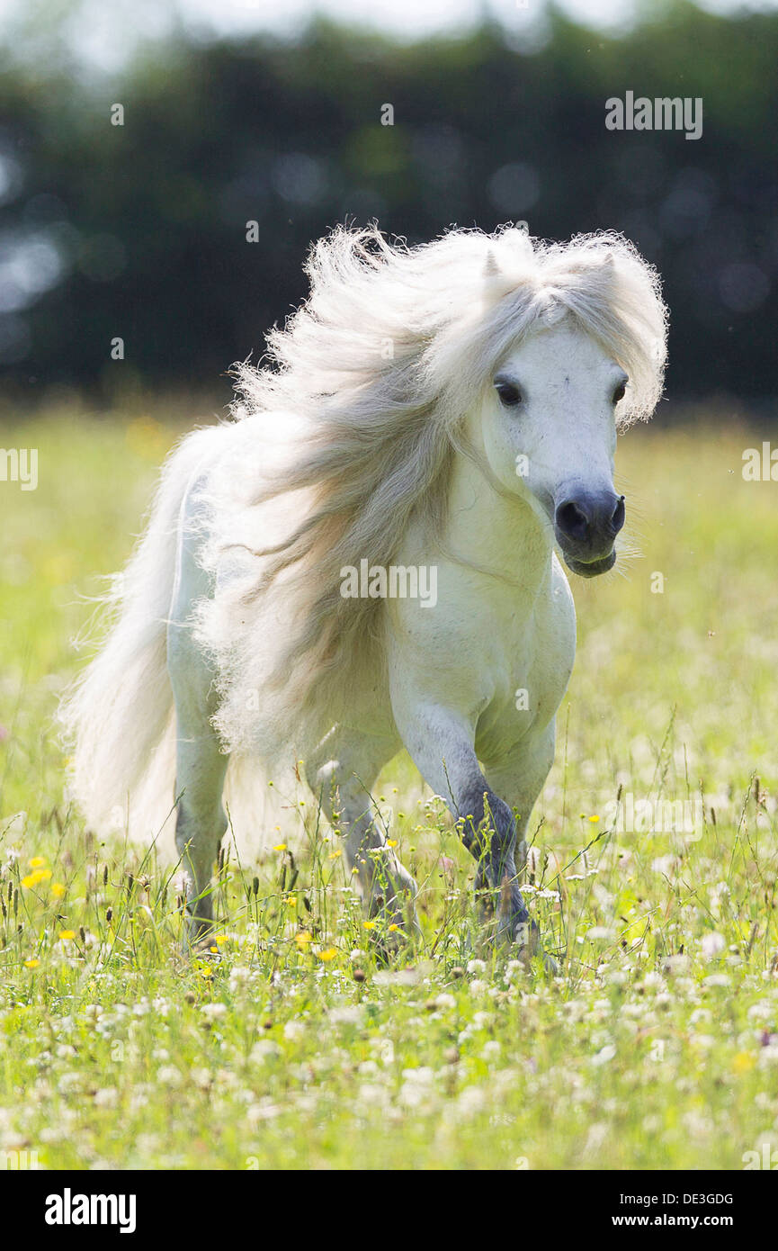 Miniature Shetland Pony Gray stallion gallopinga flowering meadow Stock ...