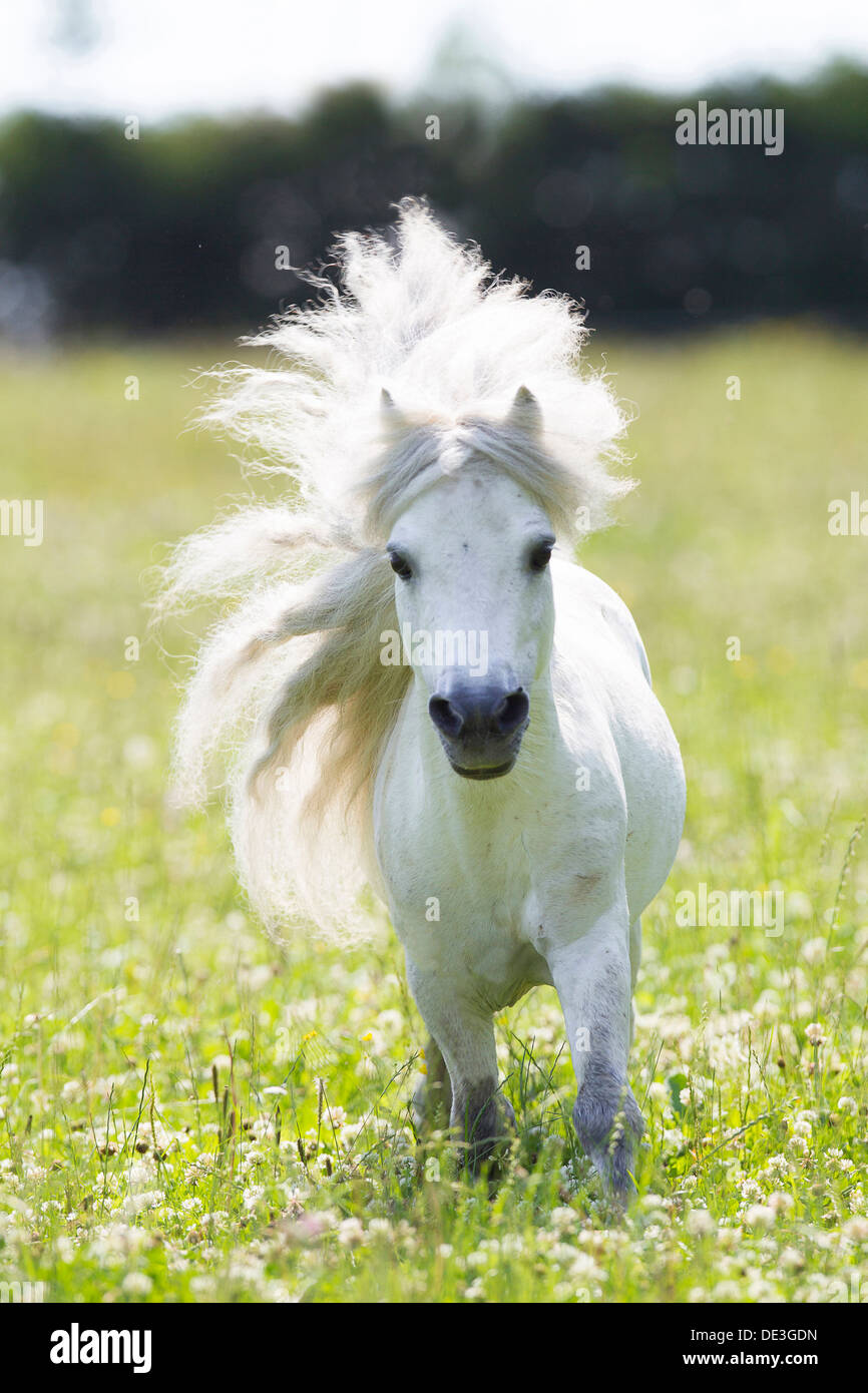 Miniature Shetland Pony Gray stallion gallopinga flowering meadow Stock ...