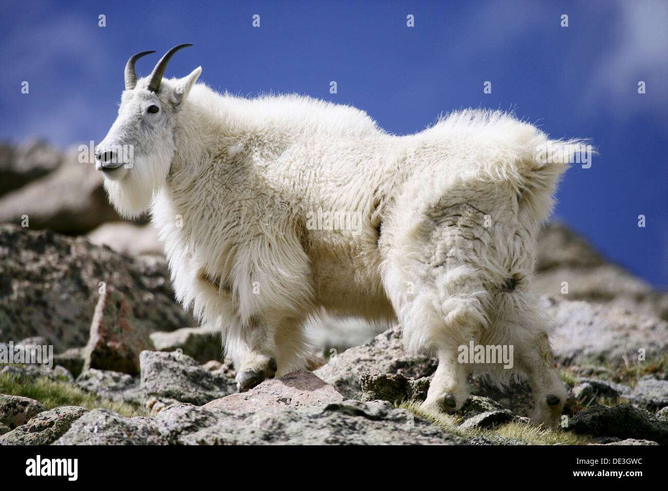 Goat atop animal hi-res stock photography and images - Alamy