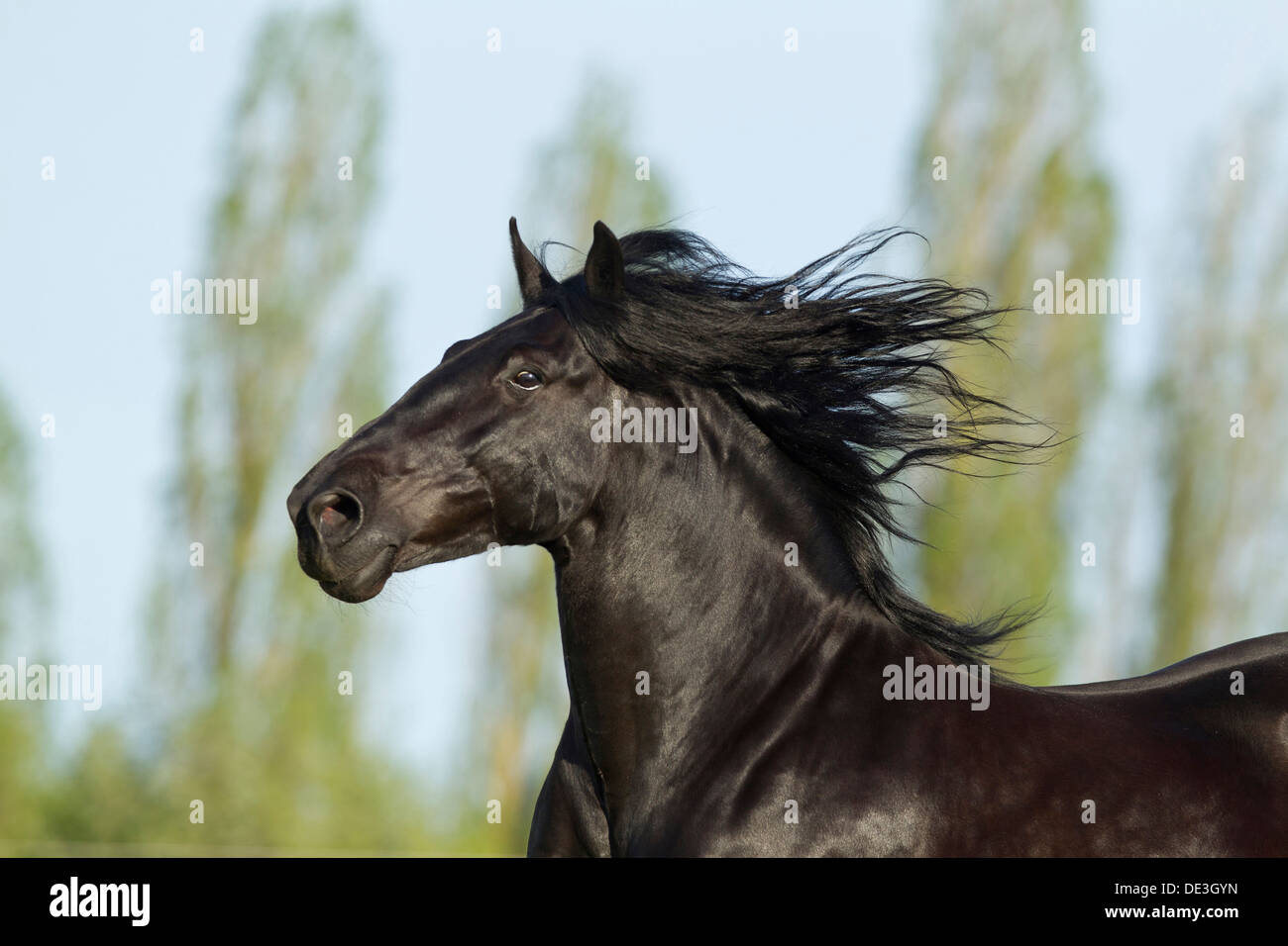 Horse Flowing Mane