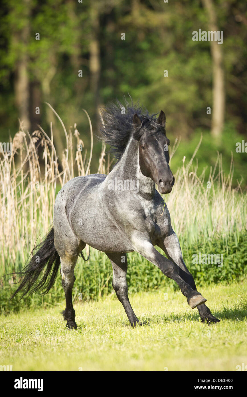 Murgese Horse Stallion gallopinga pasture Stock Photo - Alamy