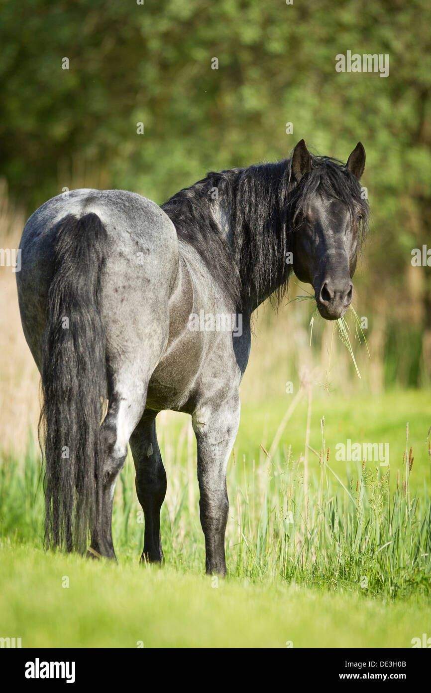 Murgese Horse, Stallion standinga pasture Stock Photo - Alamy