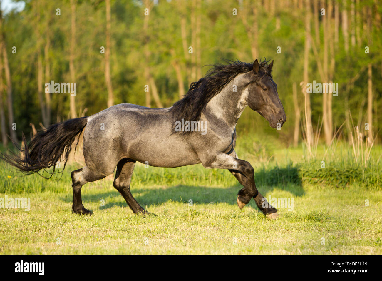 Murgese Horse Blue roan stallion gallopinga pasture Stock Photo - Alamy