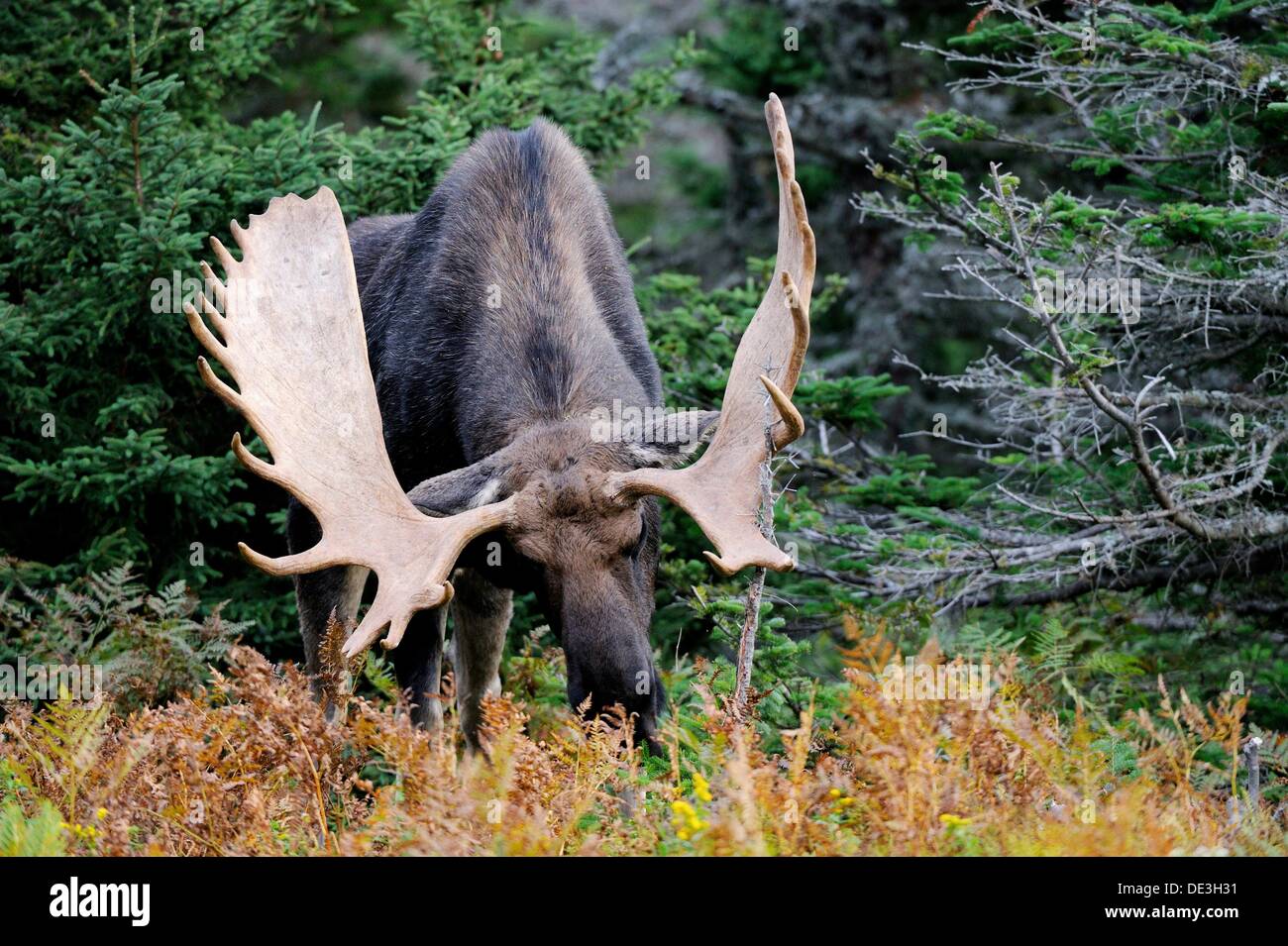 Bull with tree hi-res stock photography and images - Alamy