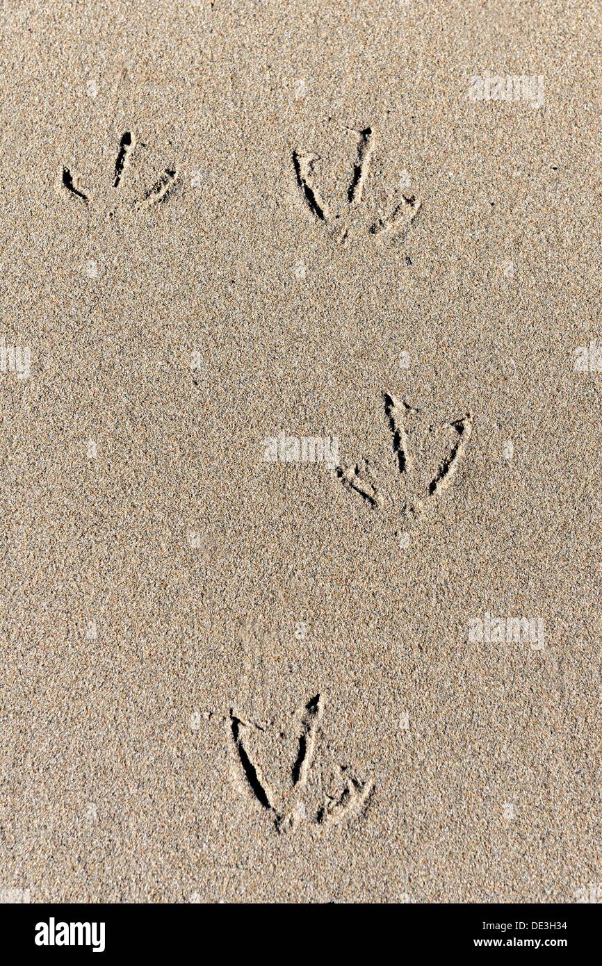 Bird's footprints plover hi-res stock photography and images - Alamy