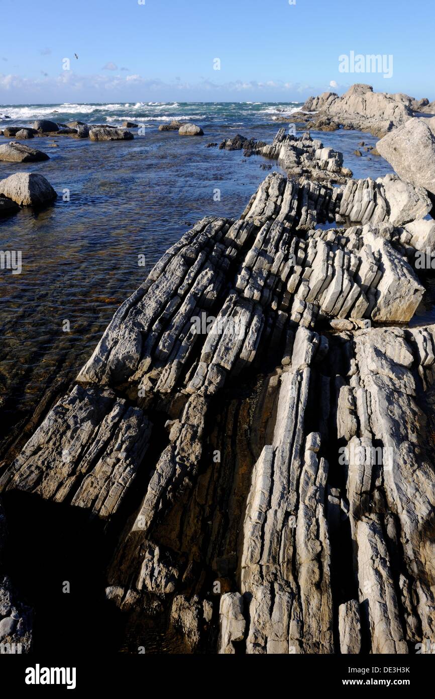 Vertical cow hi-res stock photography and images - Alamy