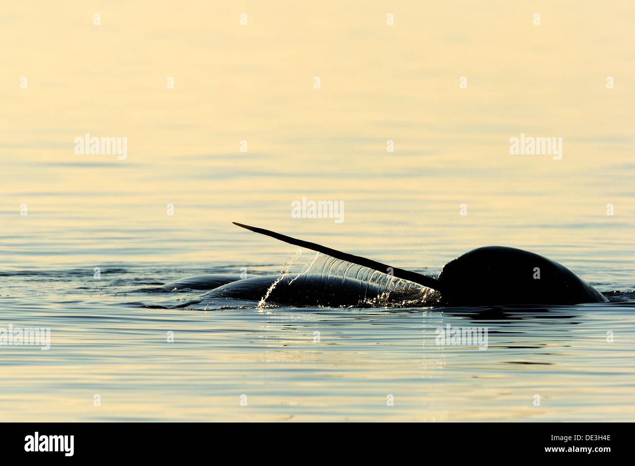 Narwhals hi-res stock photography and images - Alamy