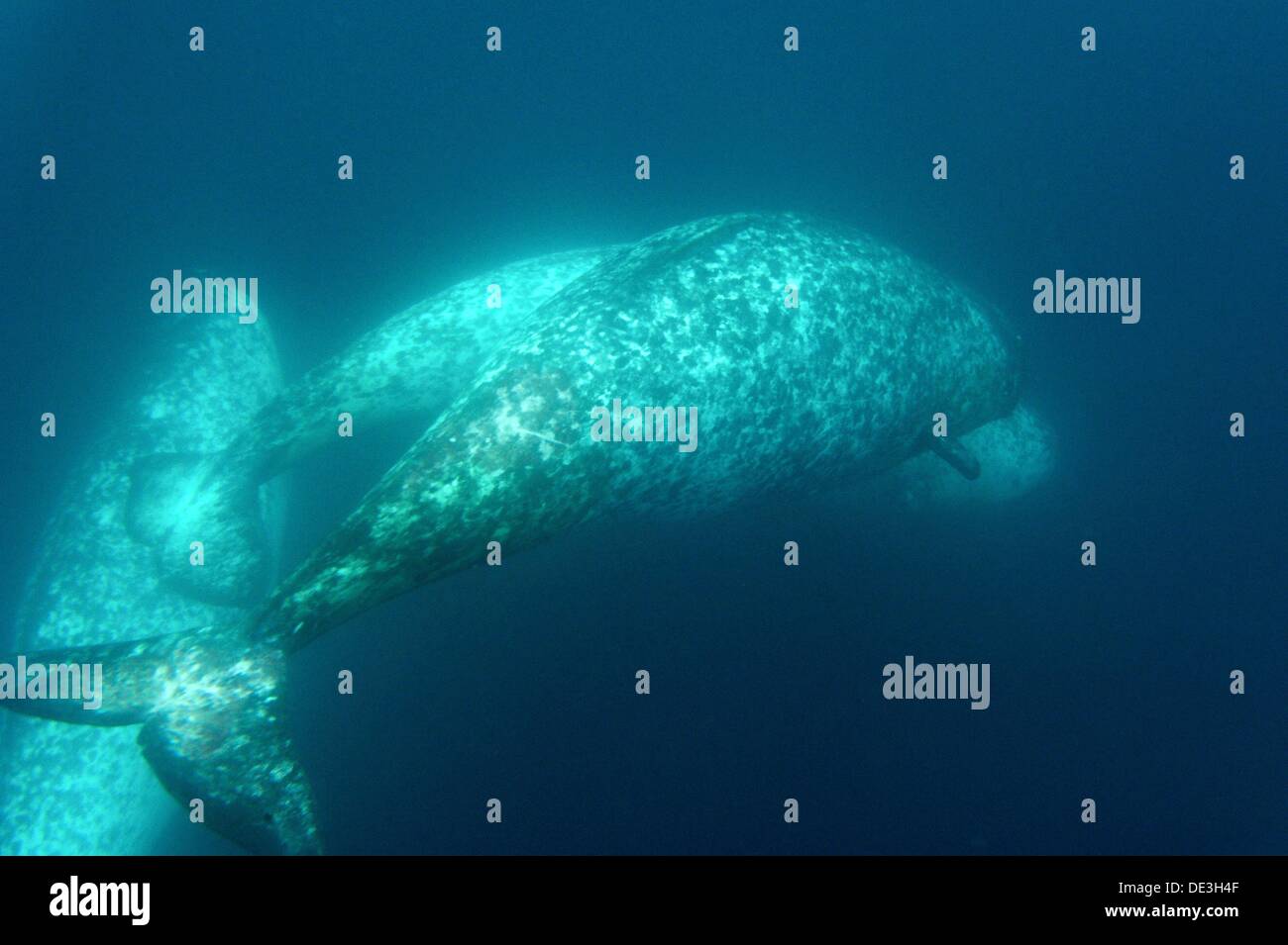 Narwhal hi-res stock photography and images - Alamy