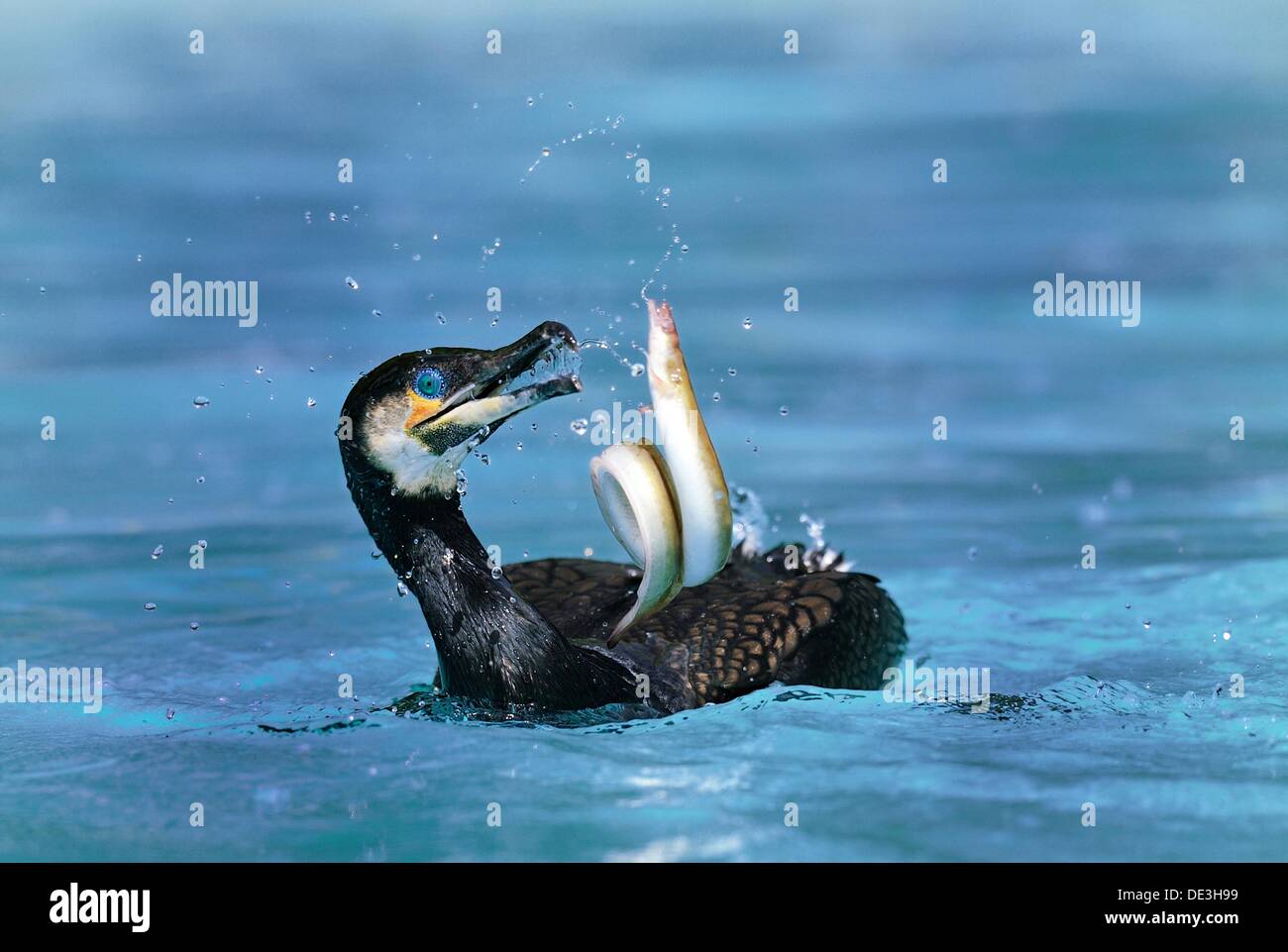 Cormorant Eating An Eel High Resolution Stock Photography and Images ...