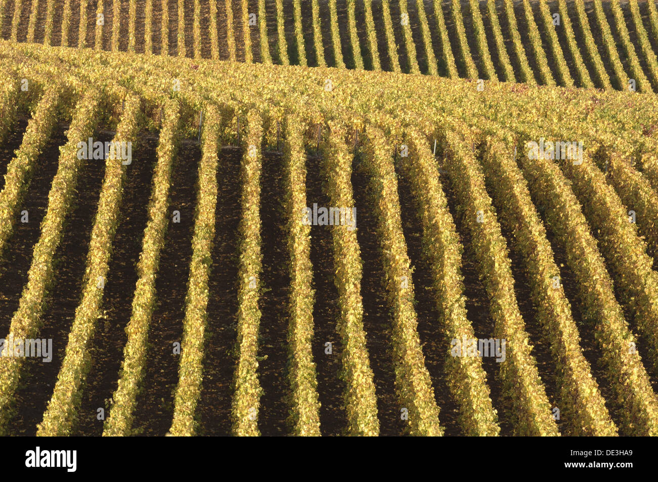 Lining plant hi-res stock photography and images - Alamy