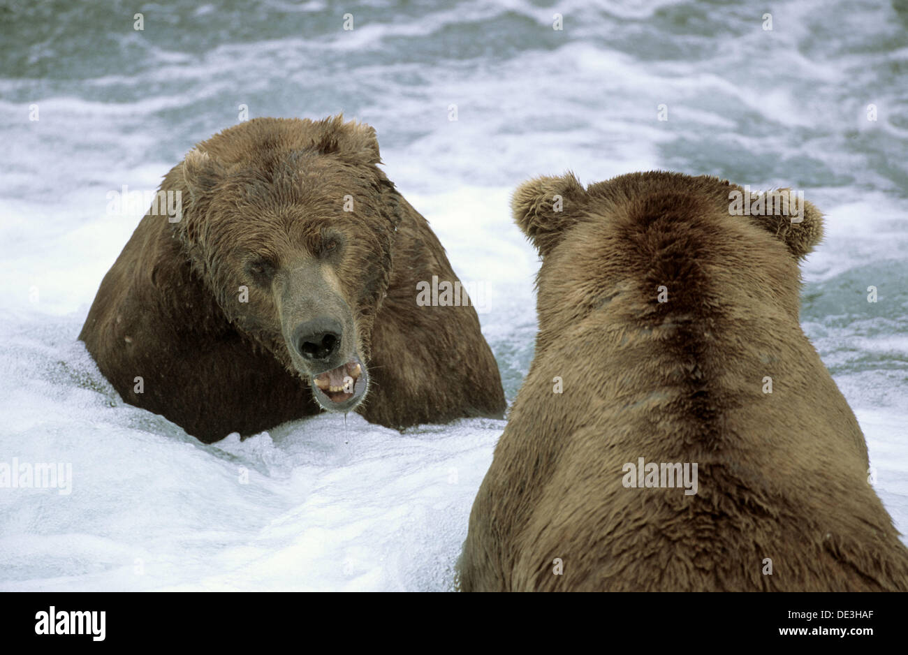 Facing bears hi-res stock photography and images - Alamy
