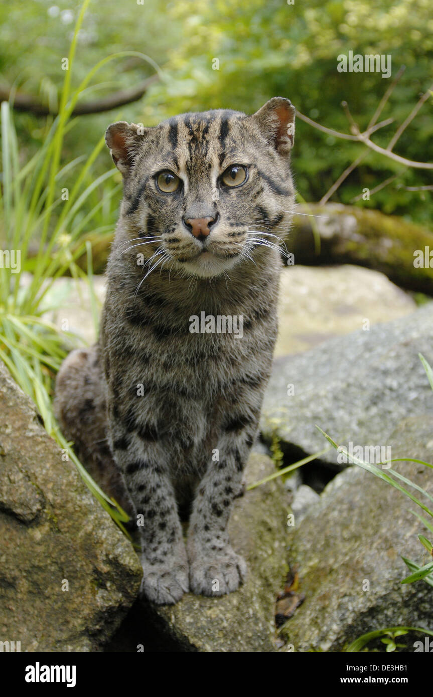 Felis Viverrinus High Resolution Stock Photography and Images - Alamy