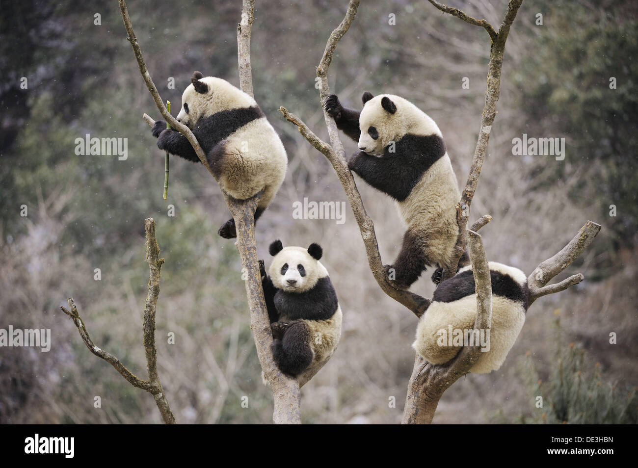 Giant pandas china climbing hi-res stock photography and images - Alamy