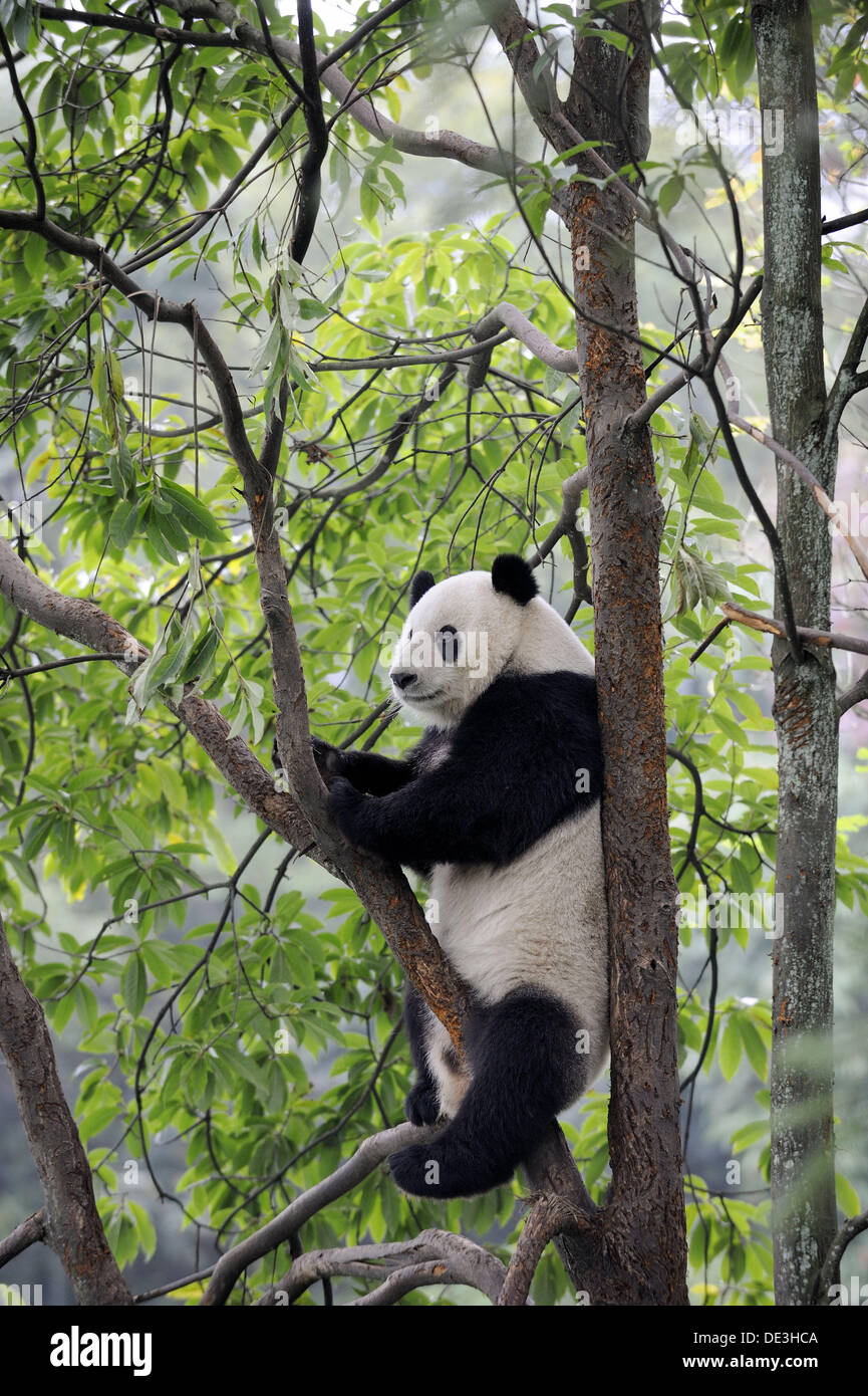 Panda climb up hi-res stock photography and images - Alamy