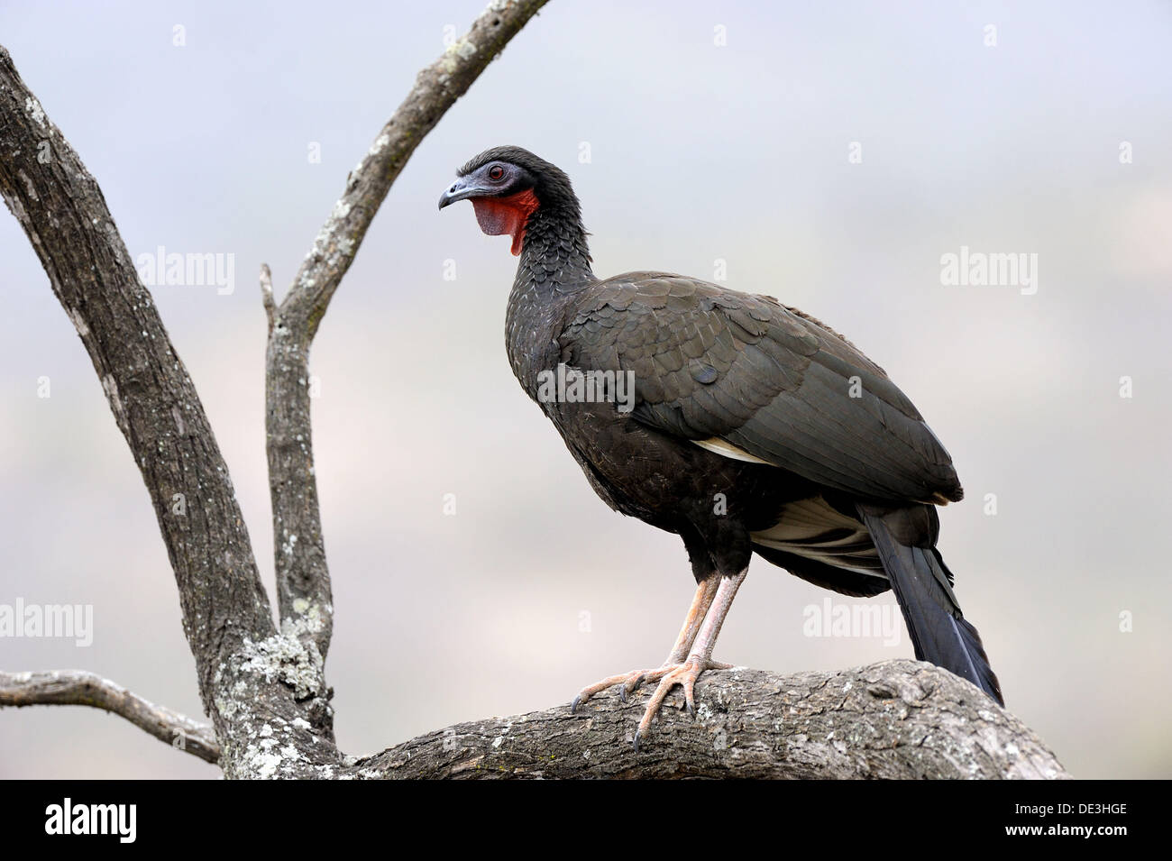 White winged guan penelope albipennis hi-res stock photography and ...