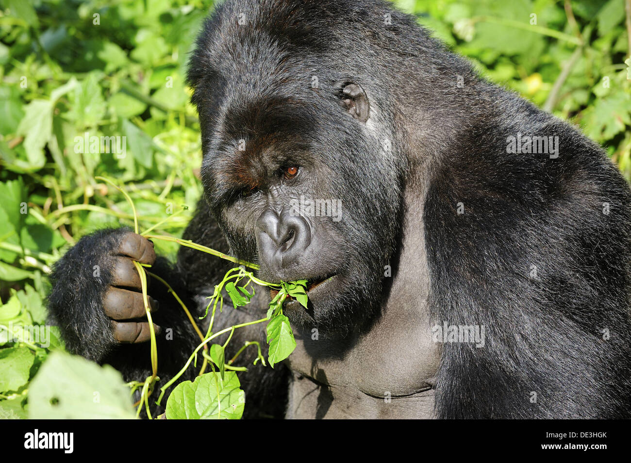 Mountain Gorilla Eating