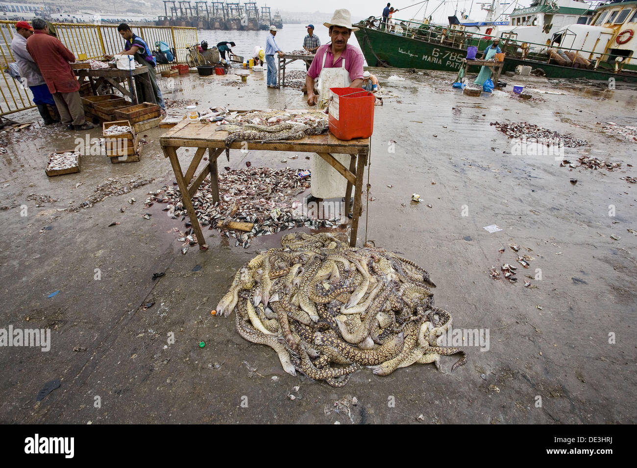 Agadir, Morocco, port: moray eels Stock Photo - Alamy