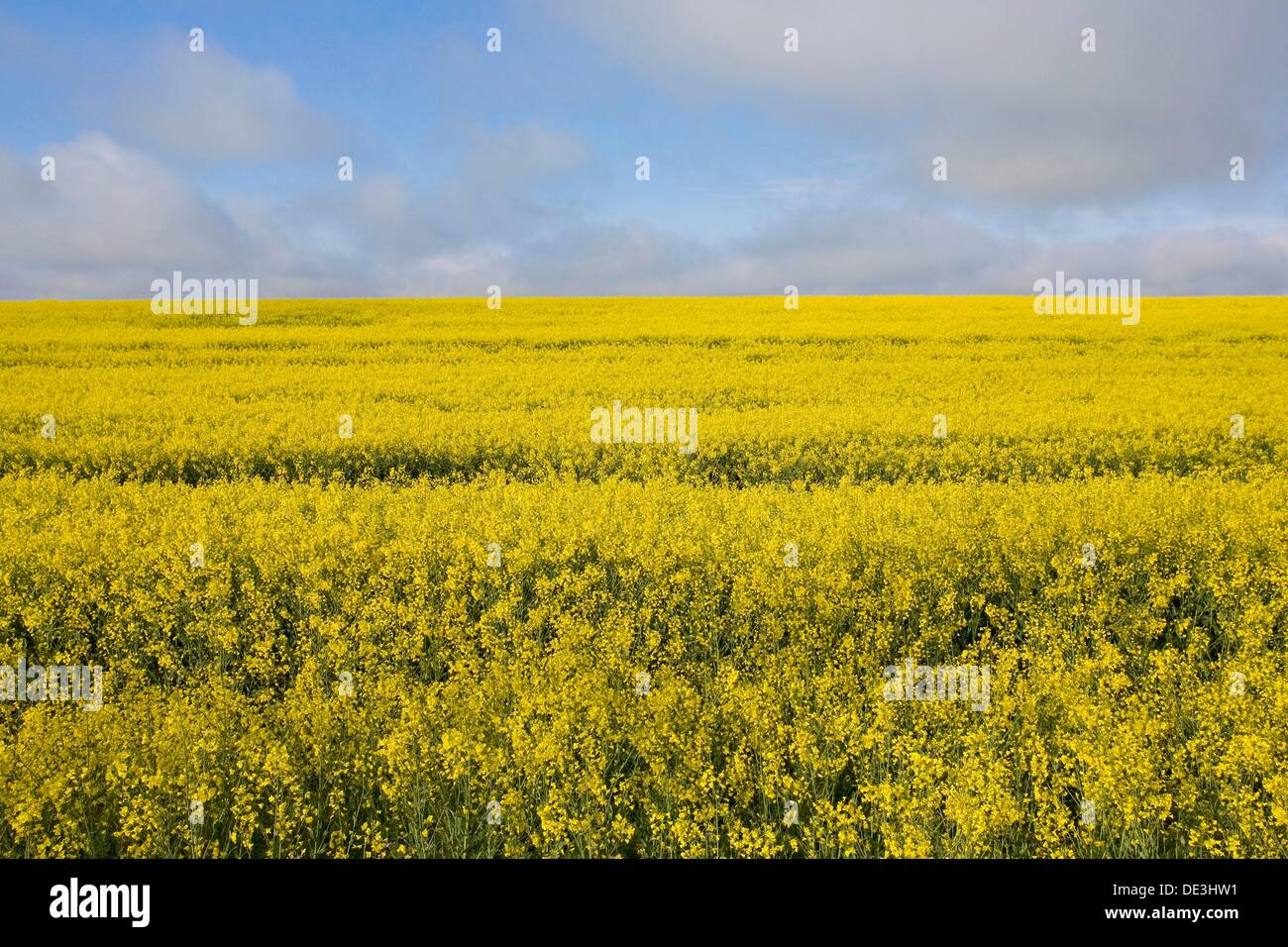 Culture de colza hi-res stock photography and images - Alamy