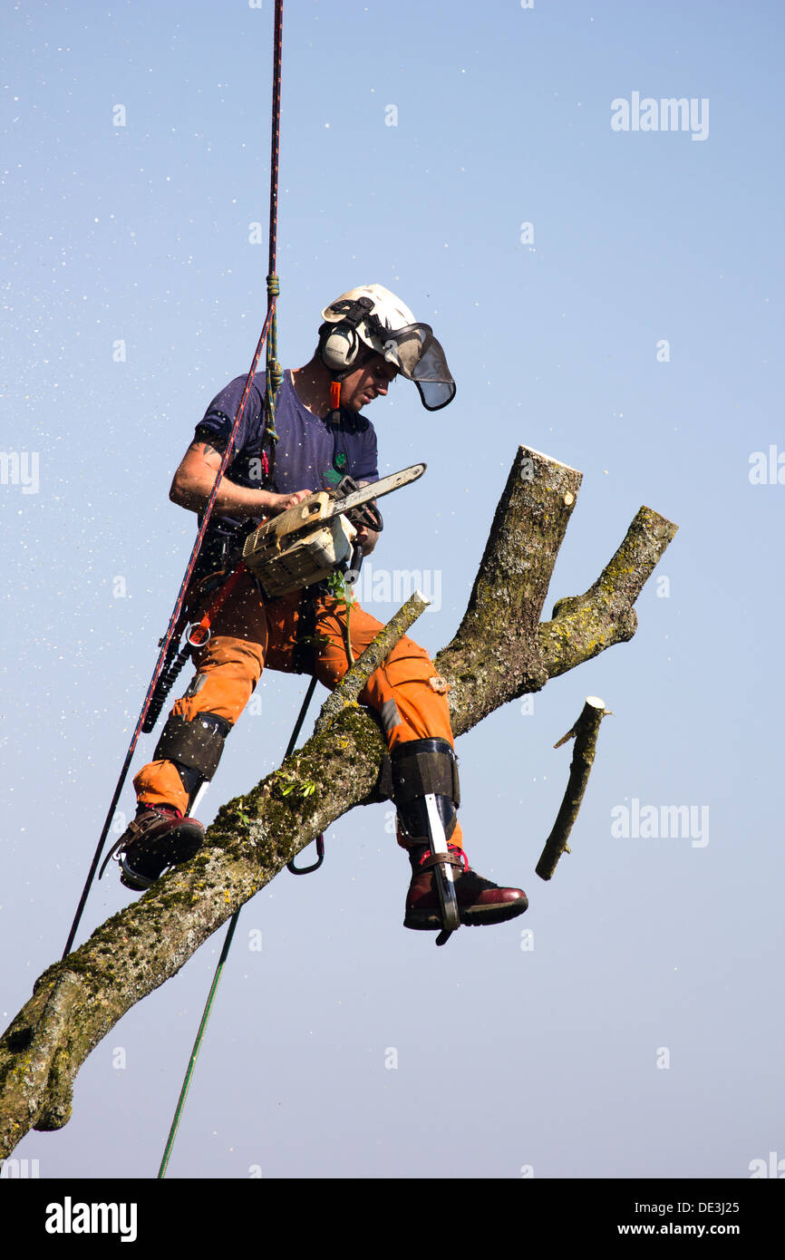 Tree surgeon at work bringing down a tree. Wiltshire England Stock ...