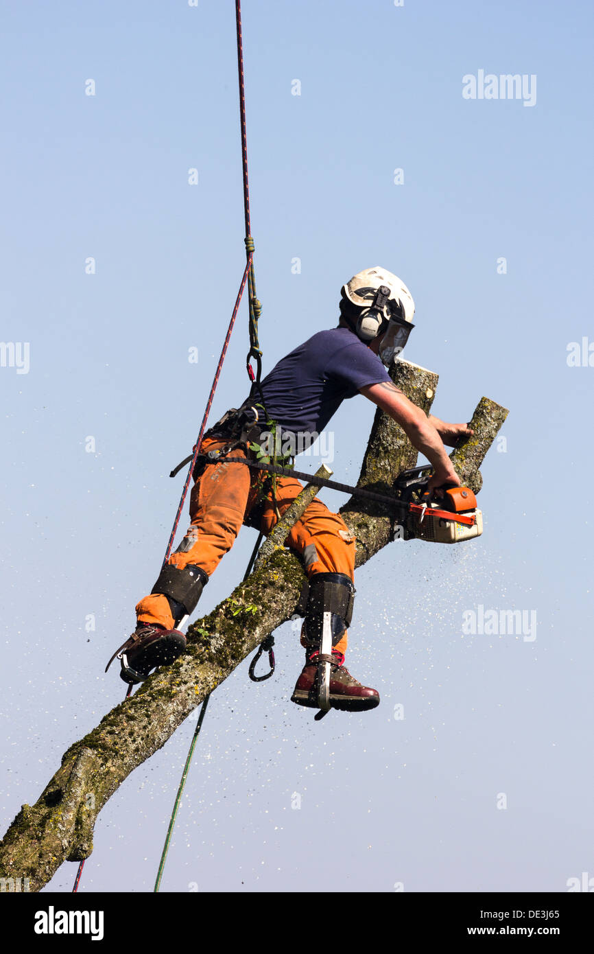 Tree surgeon at work bringing down a tree. Wiltshire England Stock ...