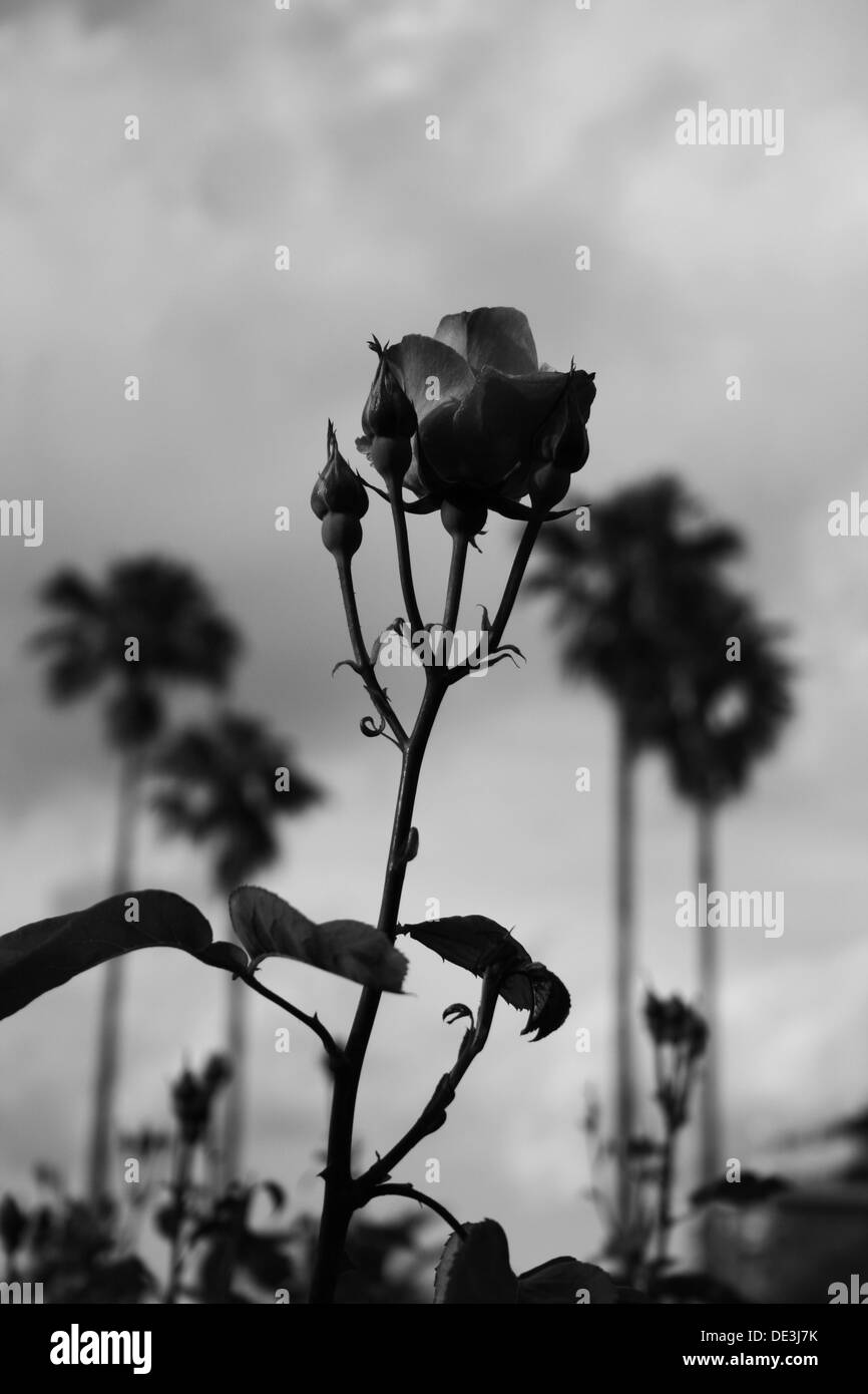 Tumblr Black Roses Photography