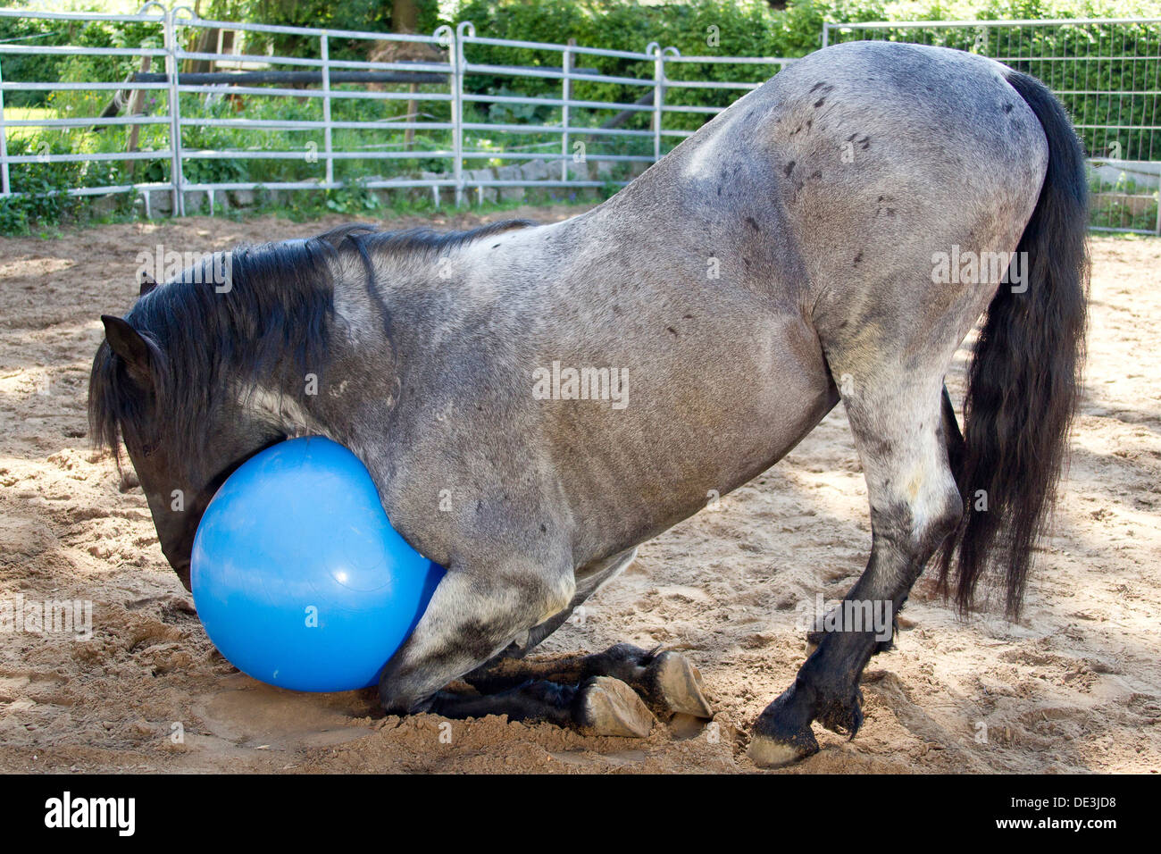 Murgese Horse Blue roan stallion playing ball Stock Photo - Alamy